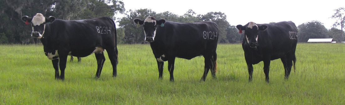 1/2 cow – Fadeosh Farms